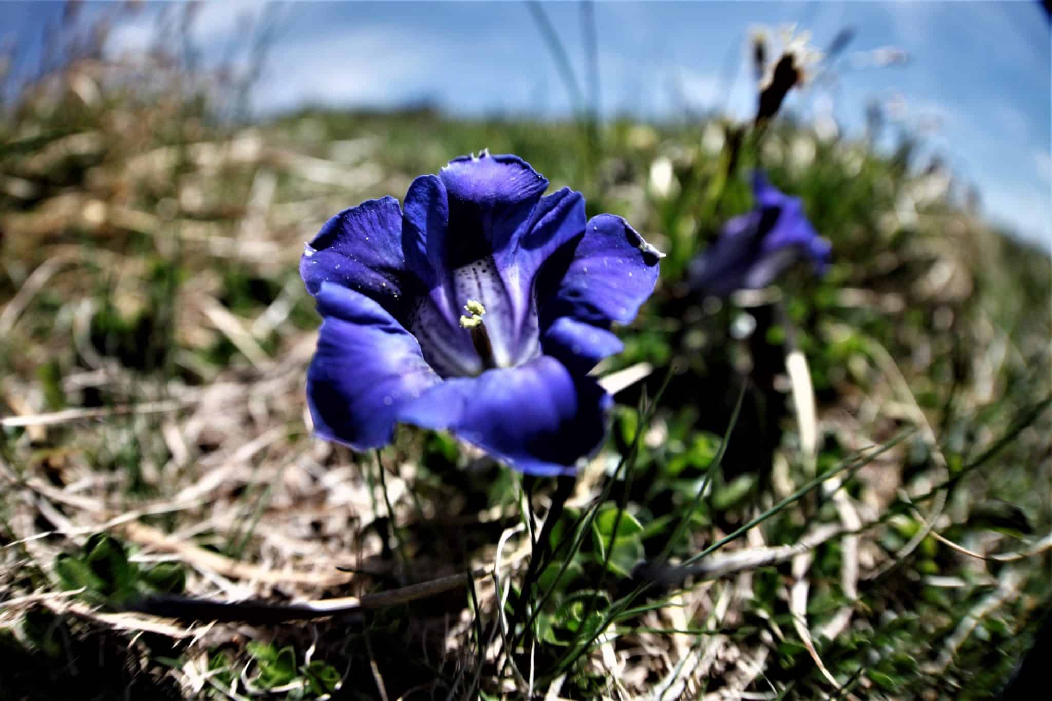 Enzian » Regina Hruška