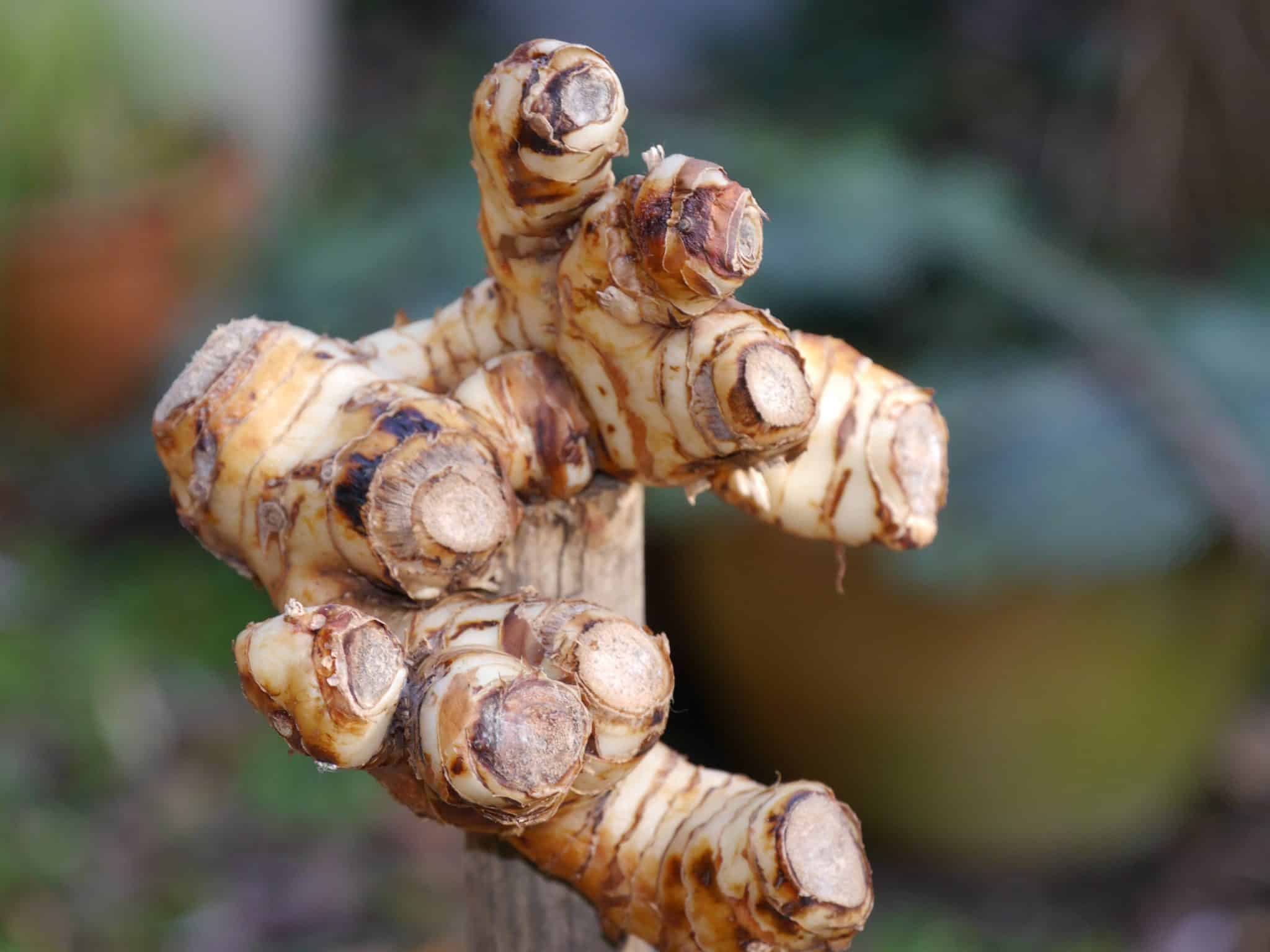 Galgant » Regina Hruška