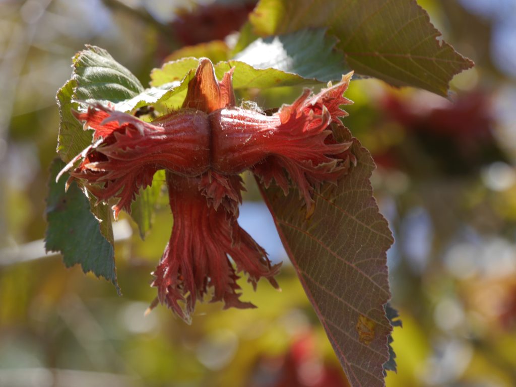 Haselstrauch » Regina Hruška