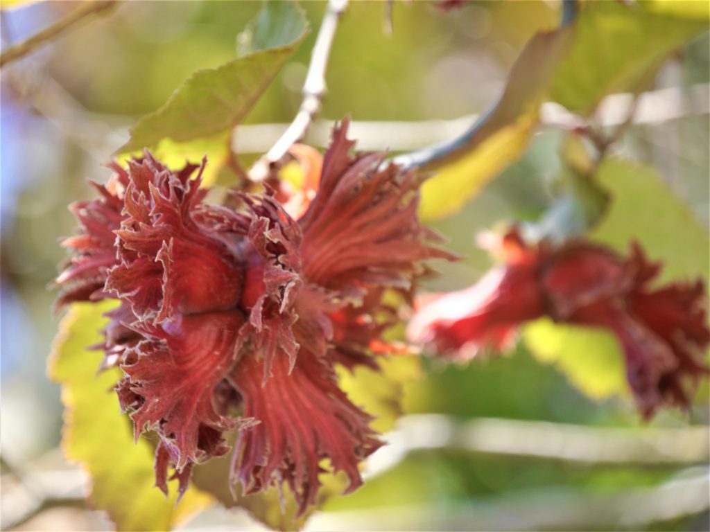 Haselstrauch » Regina Hruška