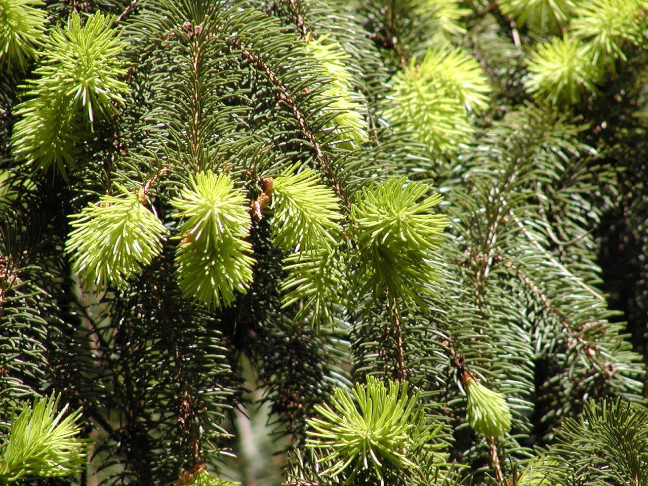 Fichte » Regina Hruška