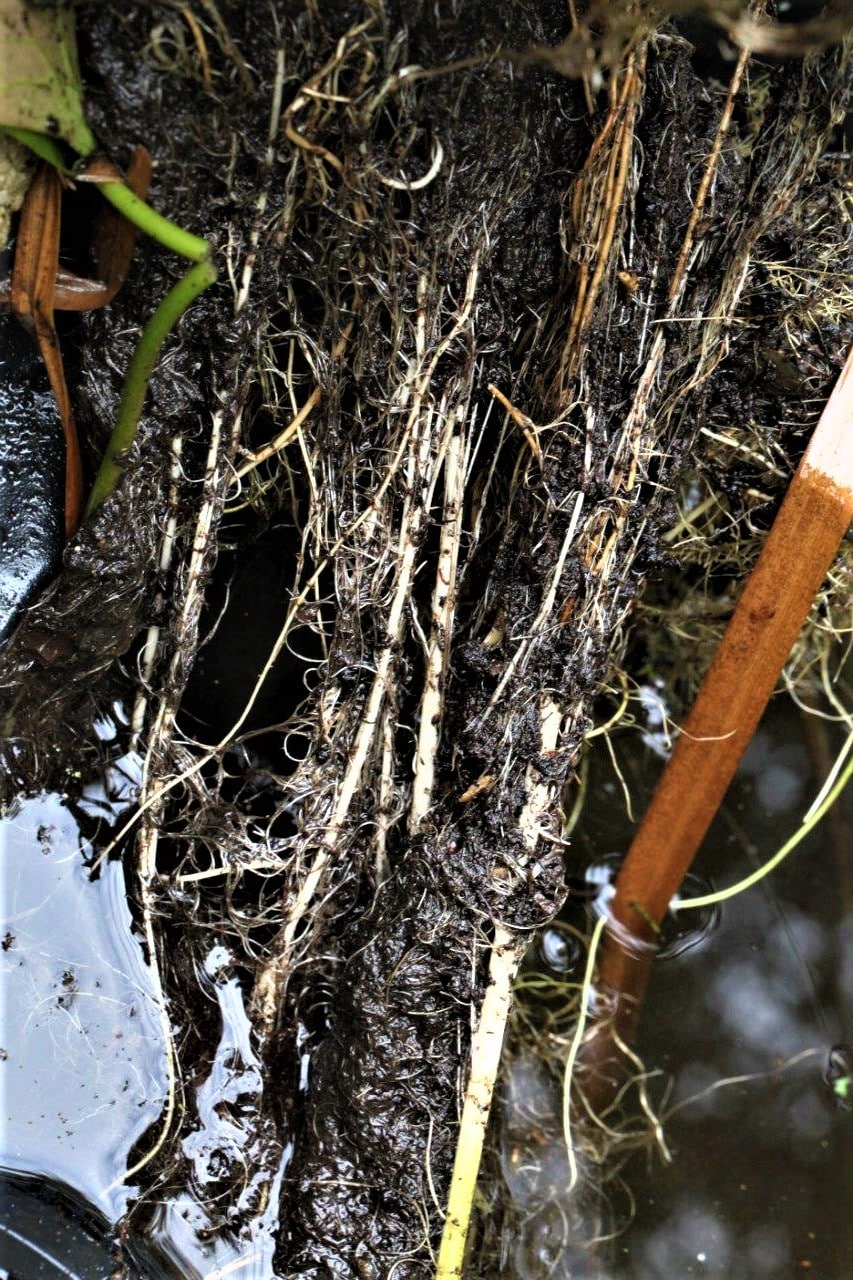 Kalmus » Regina Hruška