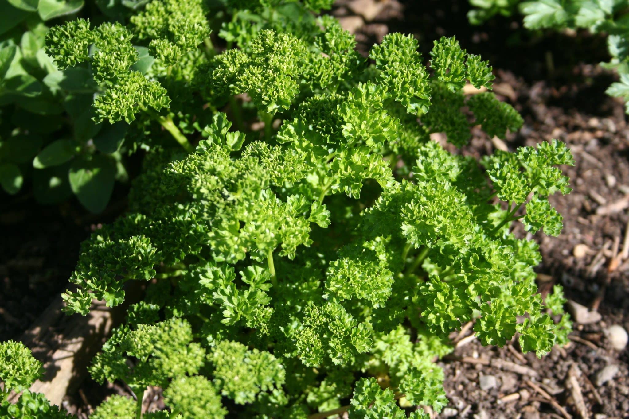 Petersilie » Regina Hruška