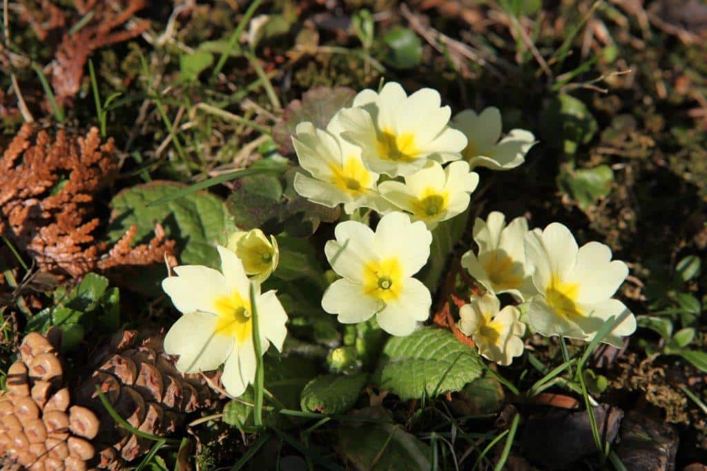 Primel » Regina Hruška