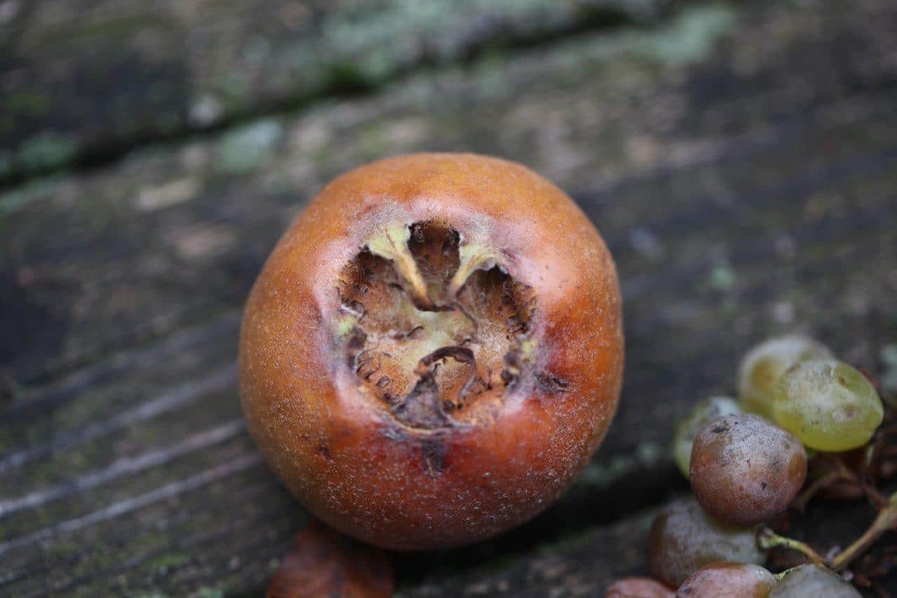 Holzapfel » Regina Hruška