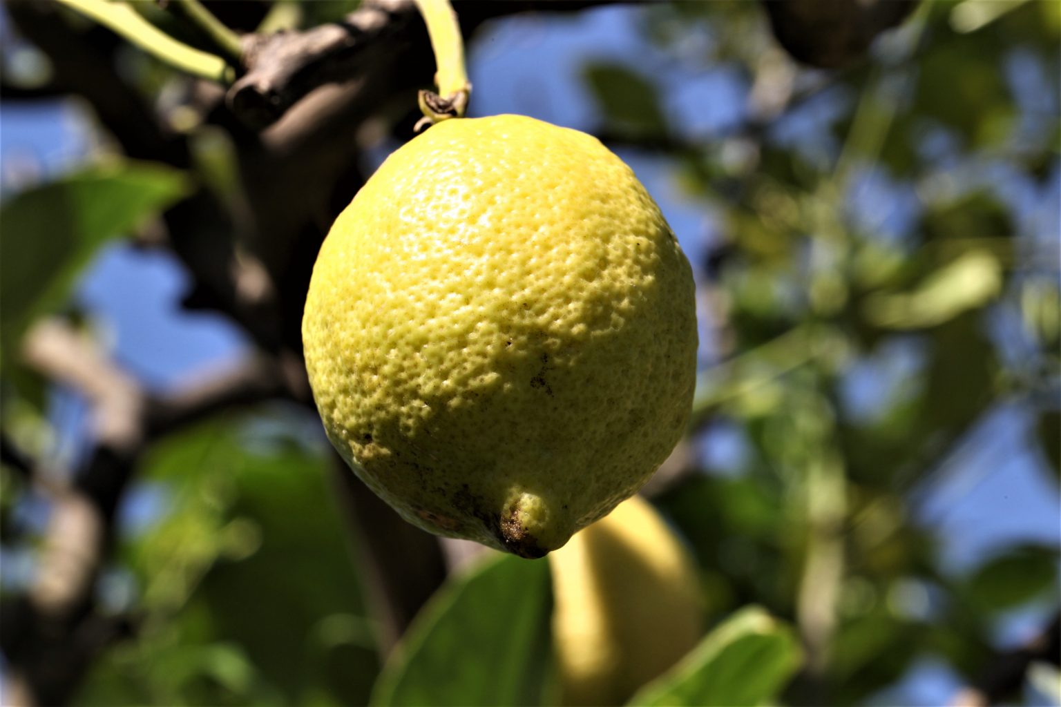 Zitrone » Regina Hruška